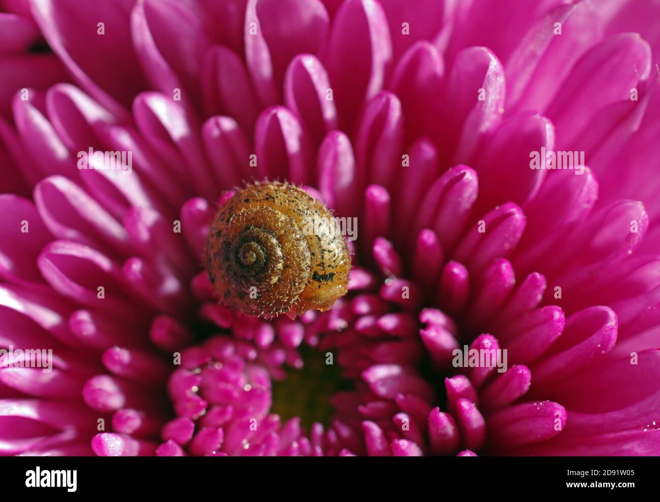 Slug on flower hi-res stock photography and images - Alamy