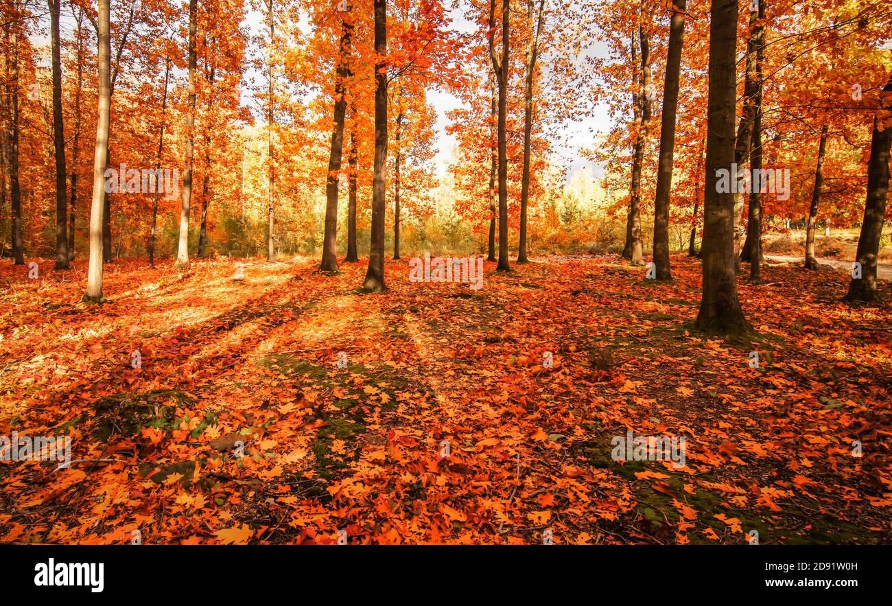 Autumn trees leaves landscape forest panorama hi-res stock photography ...