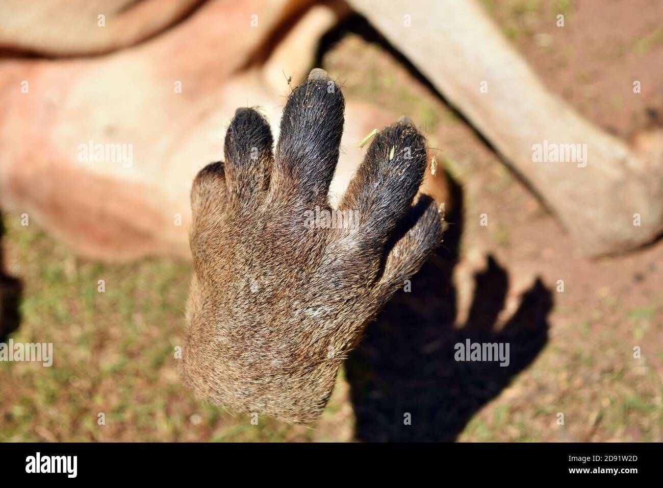 Very muscular wild red kangaroo shows its sharp claw in Queensland ...