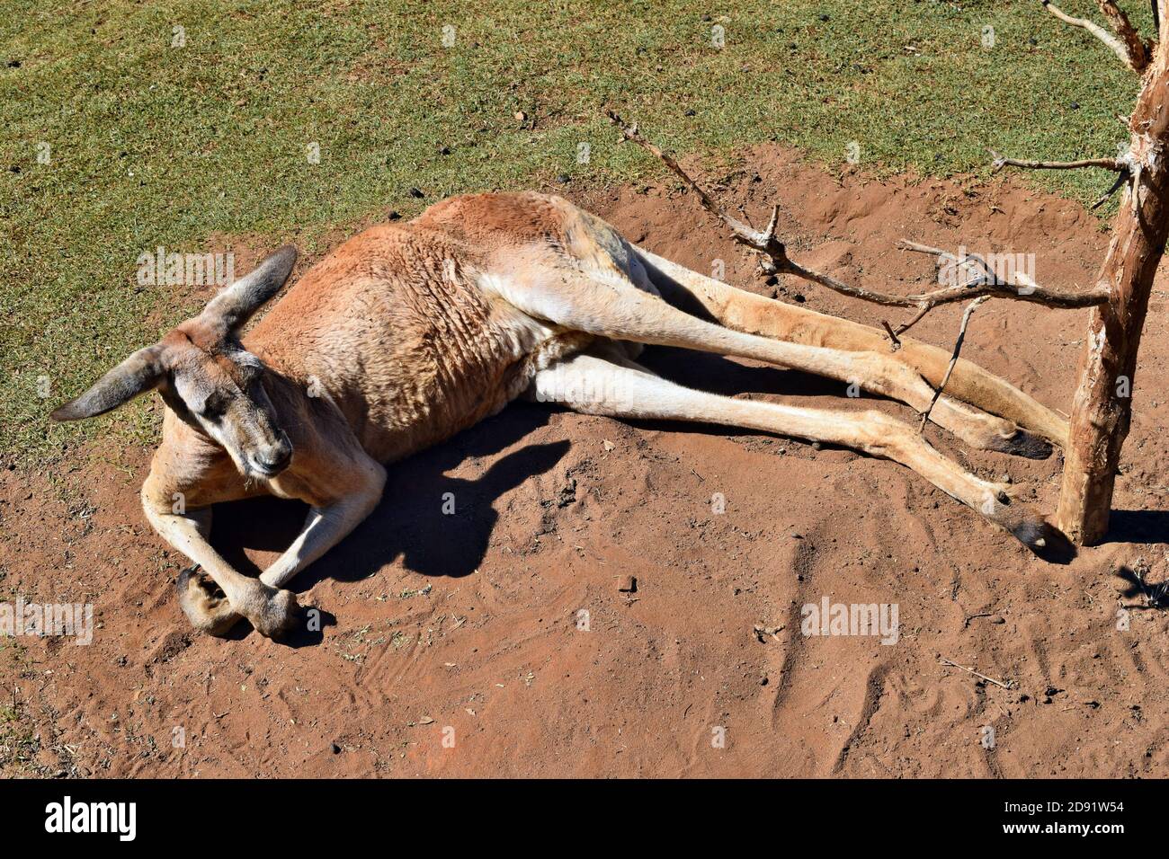 Red Kangaroo Muscles