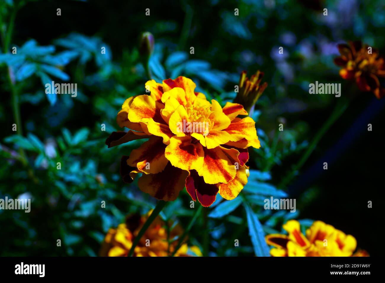 Scottish gold rush hi-res stock photography and images - Alamy