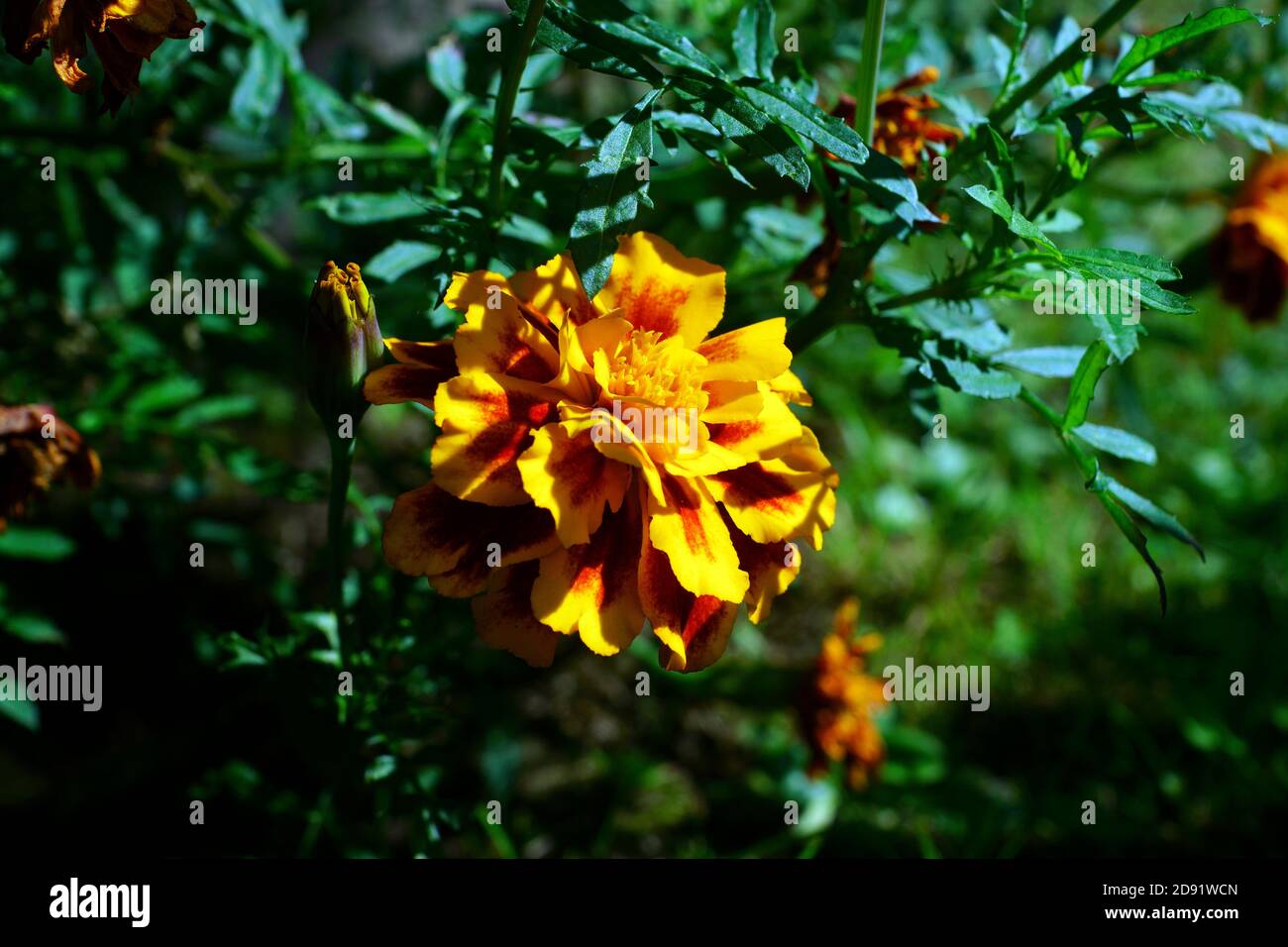 Scottish gold rush hi-res stock photography and images - Alamy