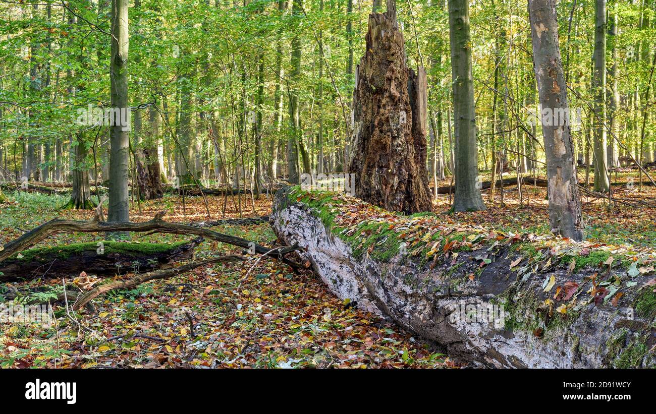 Fallen rotting tree trunk. Decaying on the woodland floor Stock Photo ...