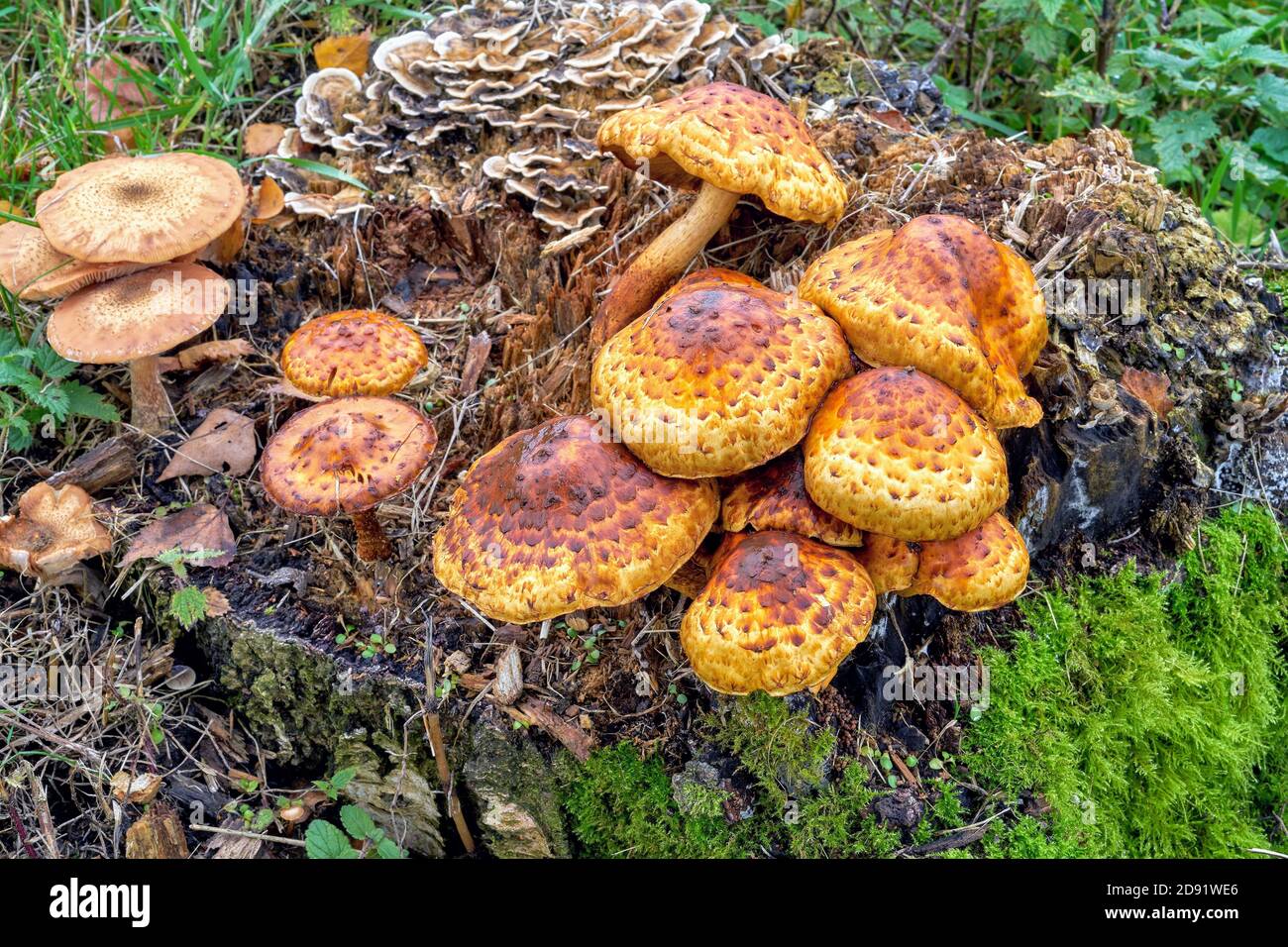 Decaying deadwood hi-res stock photography and images - Alamy