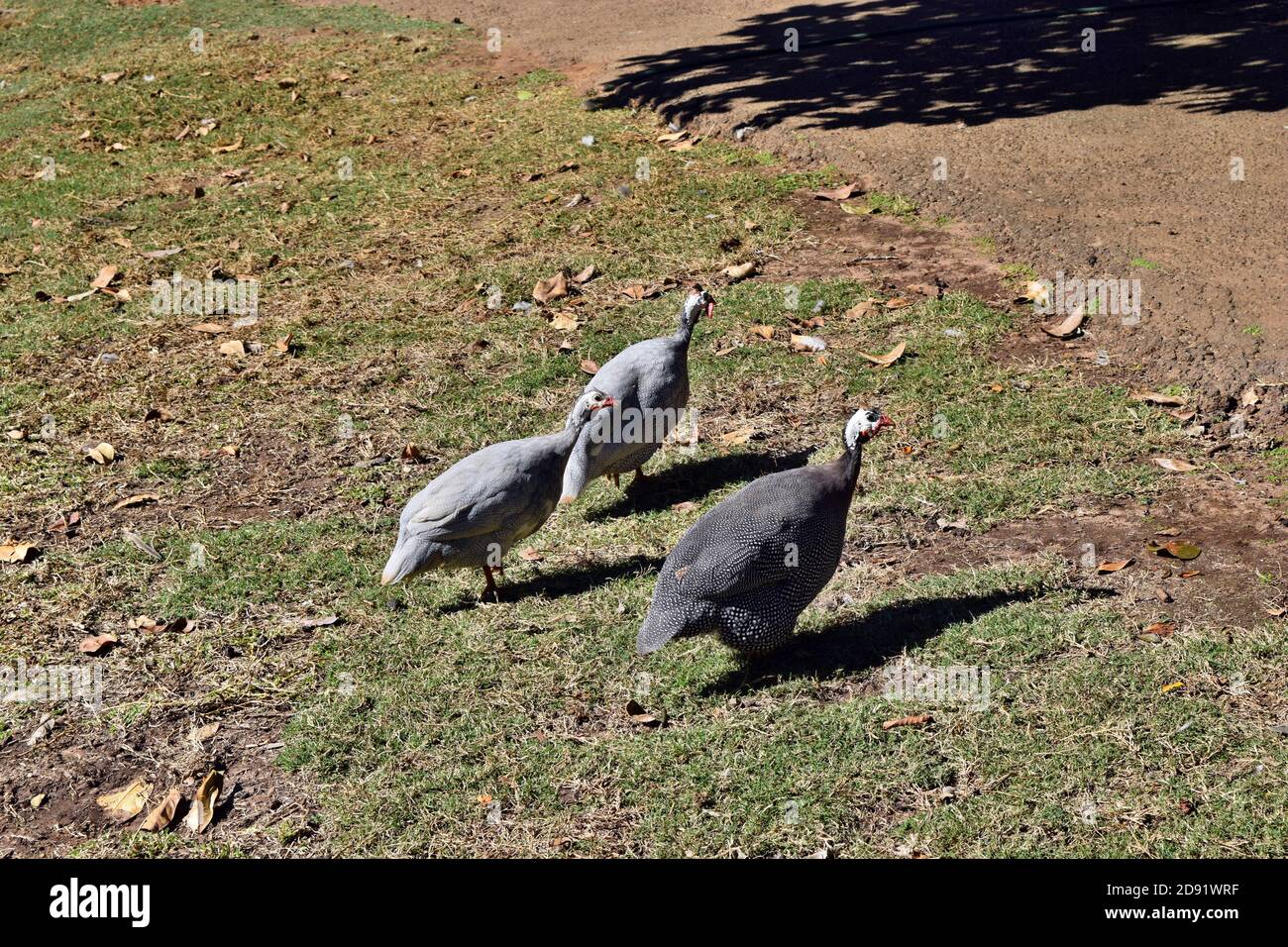 Domestic guineafowl walking hi-res stock photography and images - Alamy