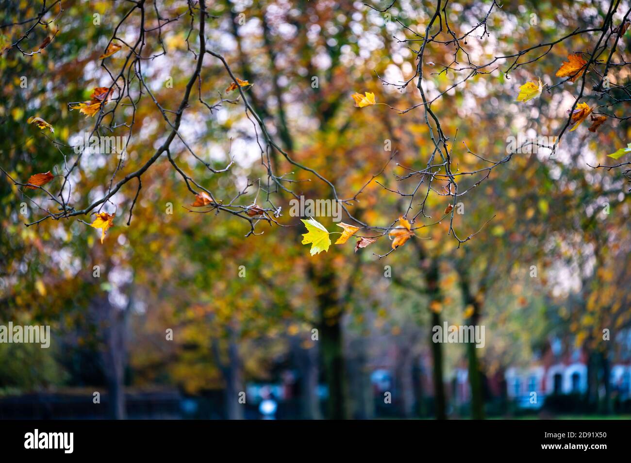 Leaves at Autumn time, London Stock Photo - Alamy