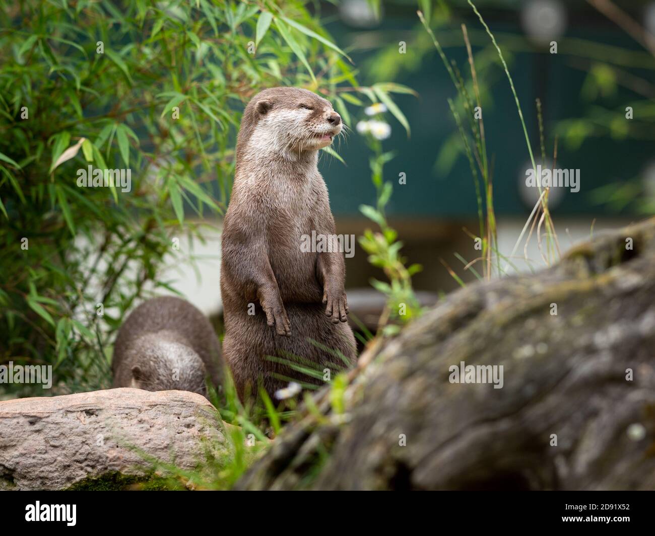 Two Asian small clawed otters (Aonyx cinereus) in a zoo, cloudy day in summer Stock Photo - Alamy