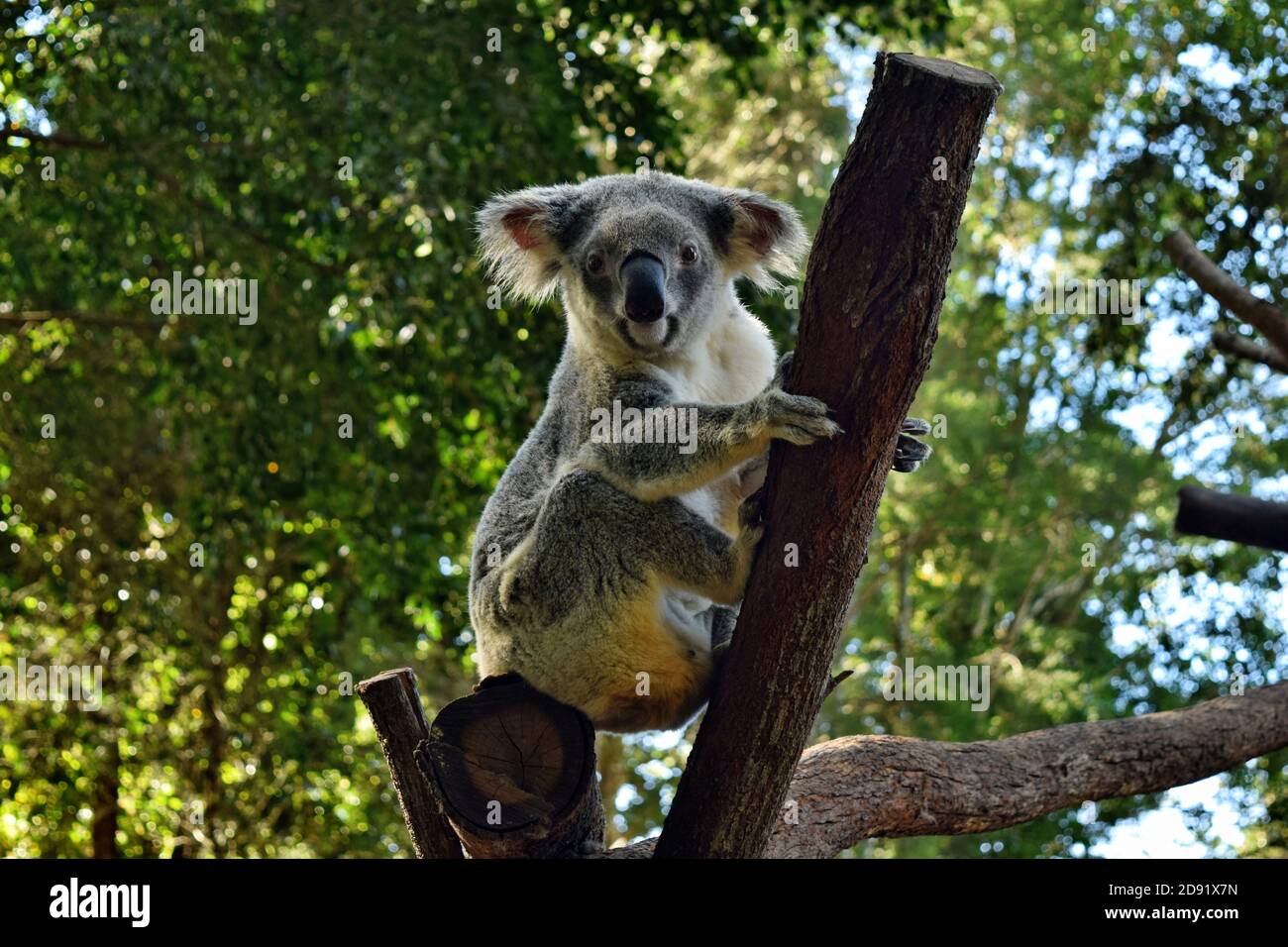 Koala on a tree branch eucalyptus in Australia Stock Photo - Alamy