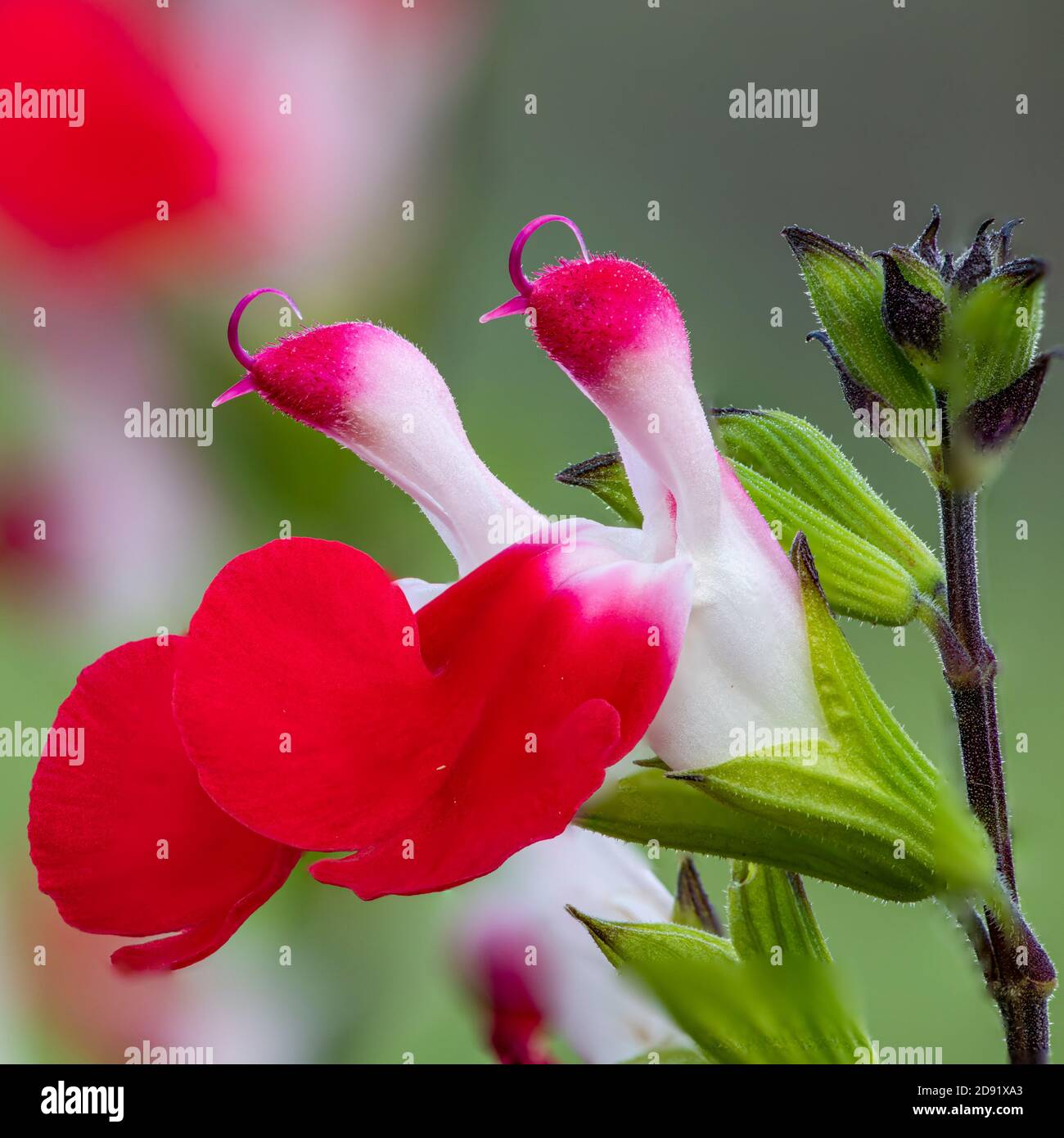 Hot lips flowers hi-res stock photography and images - Alamy