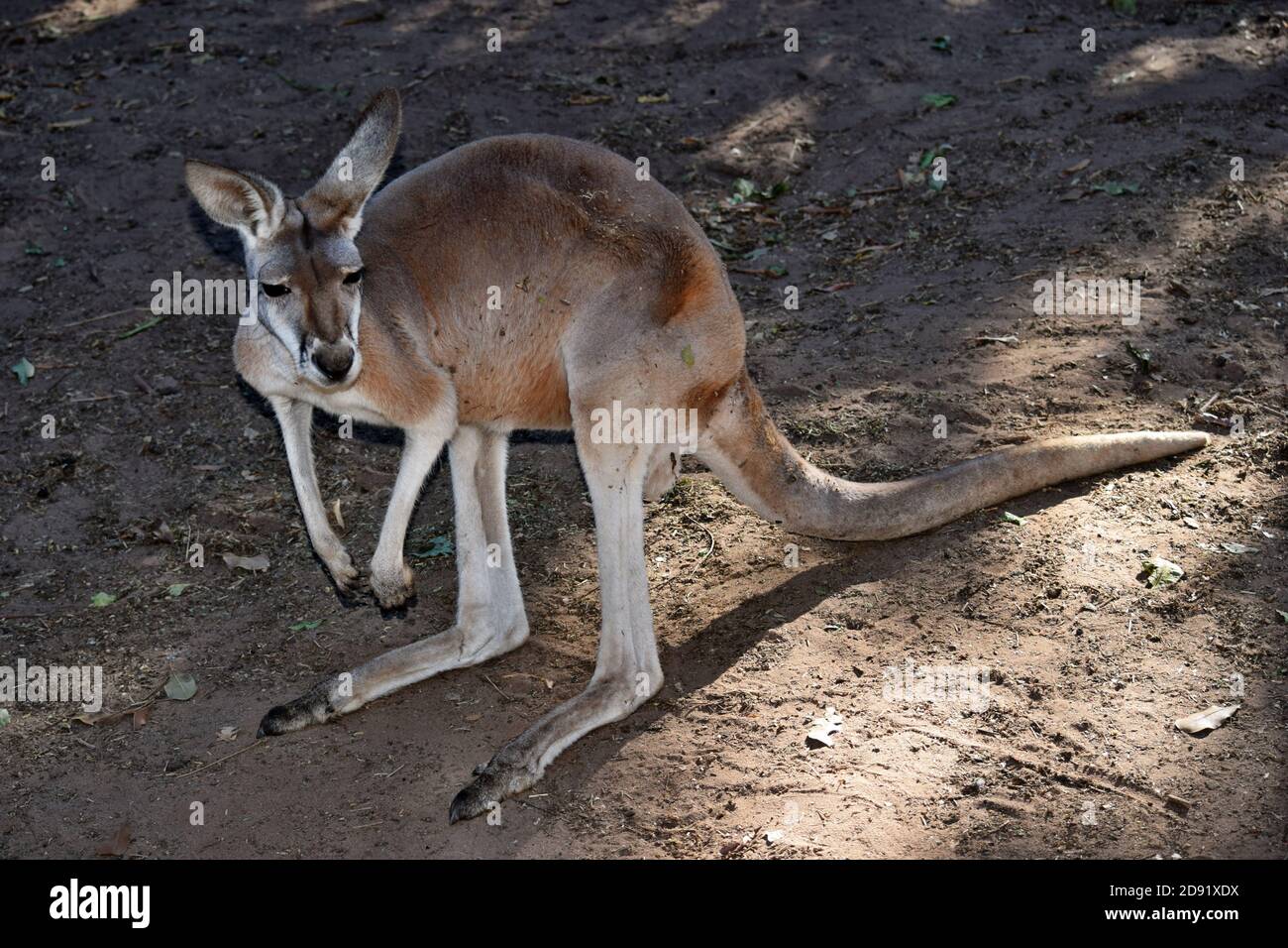 Wild red kangaroo resting on the ground in Queensland, Australia Stock ...