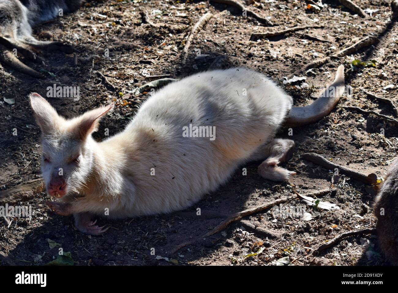 Beautiful rare an albino kangaroo in the park in Australia Stock Photo ...