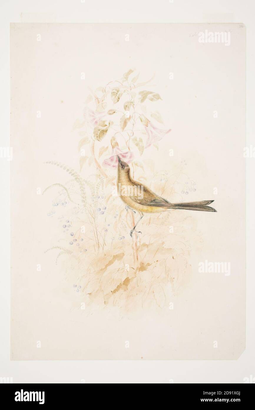 Kari Mako (Korimako) Mahurangi N.Z. by Charles Heaphy Stock Photo - Alamy