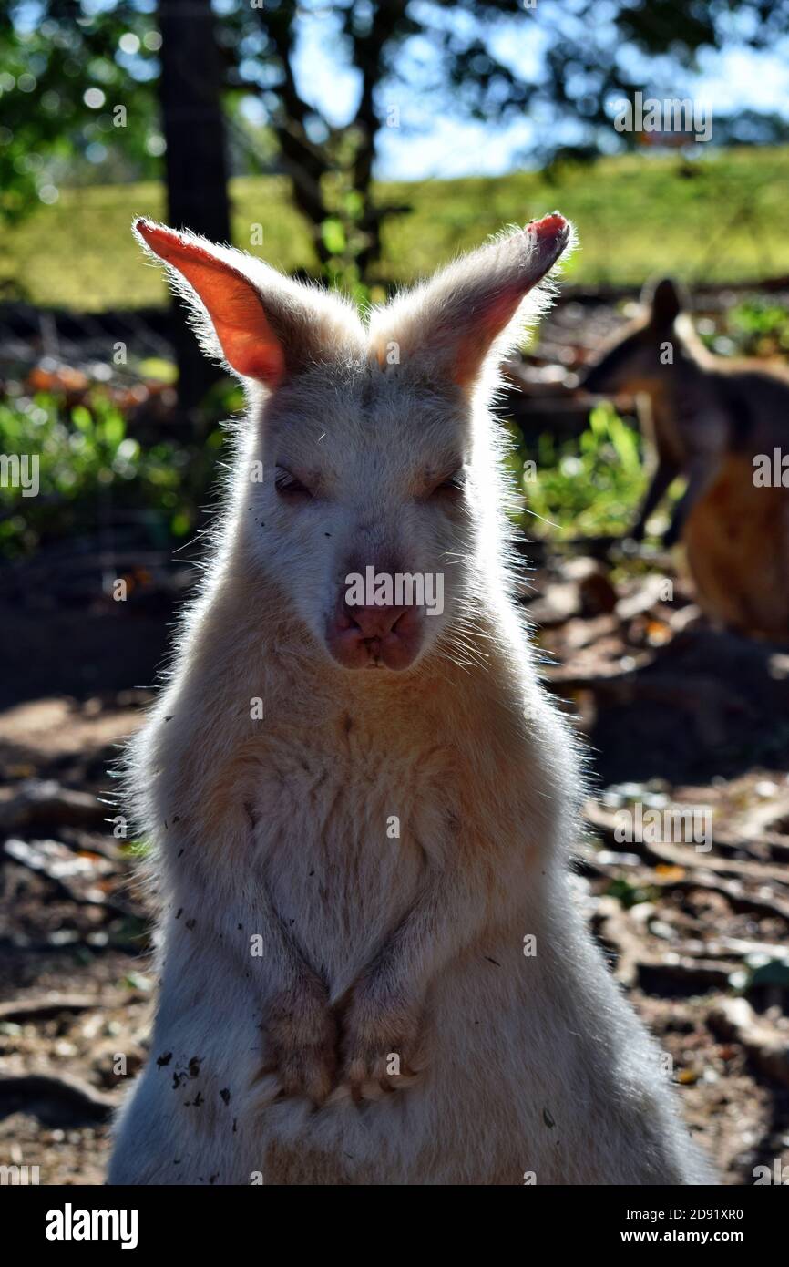 Beautiful rare an albino kangaroo in the park in Australia Stock Photo ...
