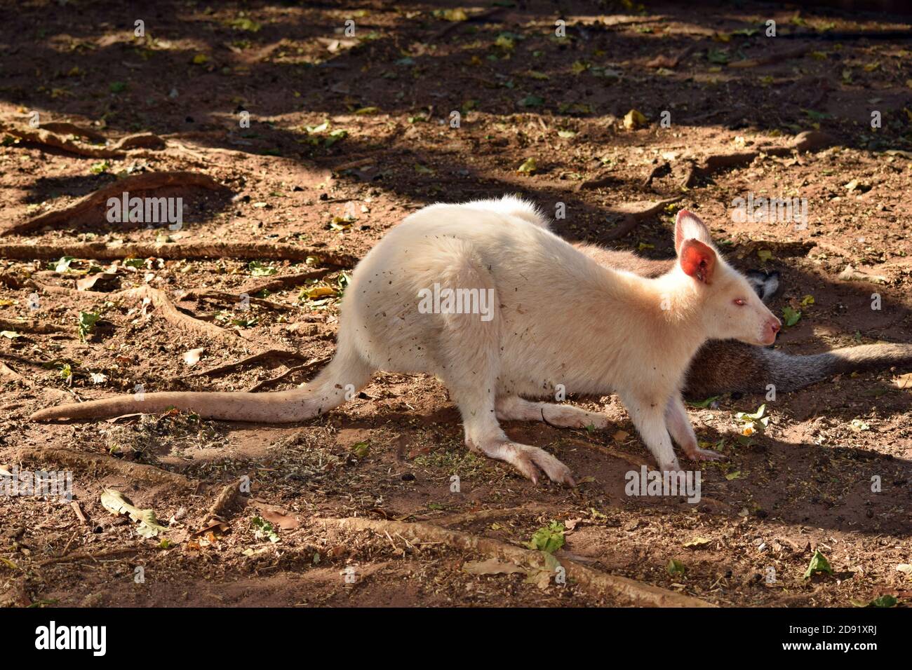 Beautiful rare an albino kangaroo in the park in Australia Stock Photo ...