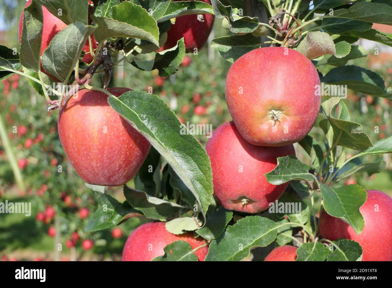 Juicy red flawless apples on the tree of an organic fruit plantation ...