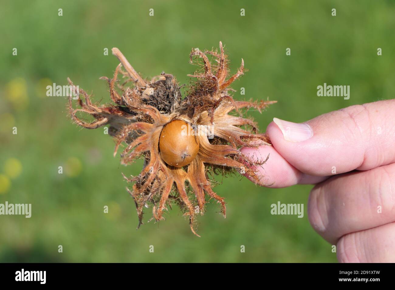 Hazelnut in shell hi-res stock photography and images - Alamy