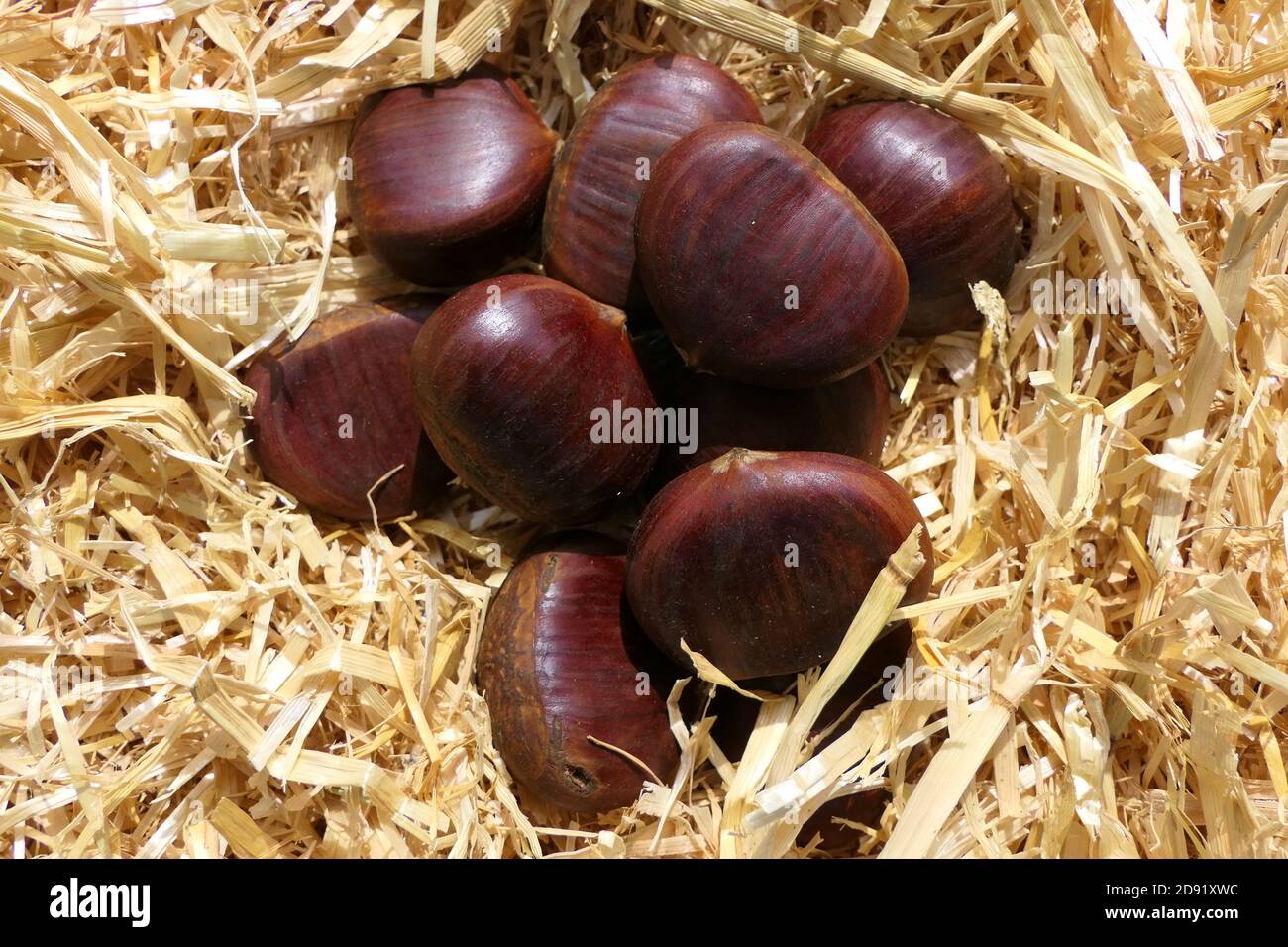 Autumn decorative, cookable and edible fruits of the sweet chestnut ...