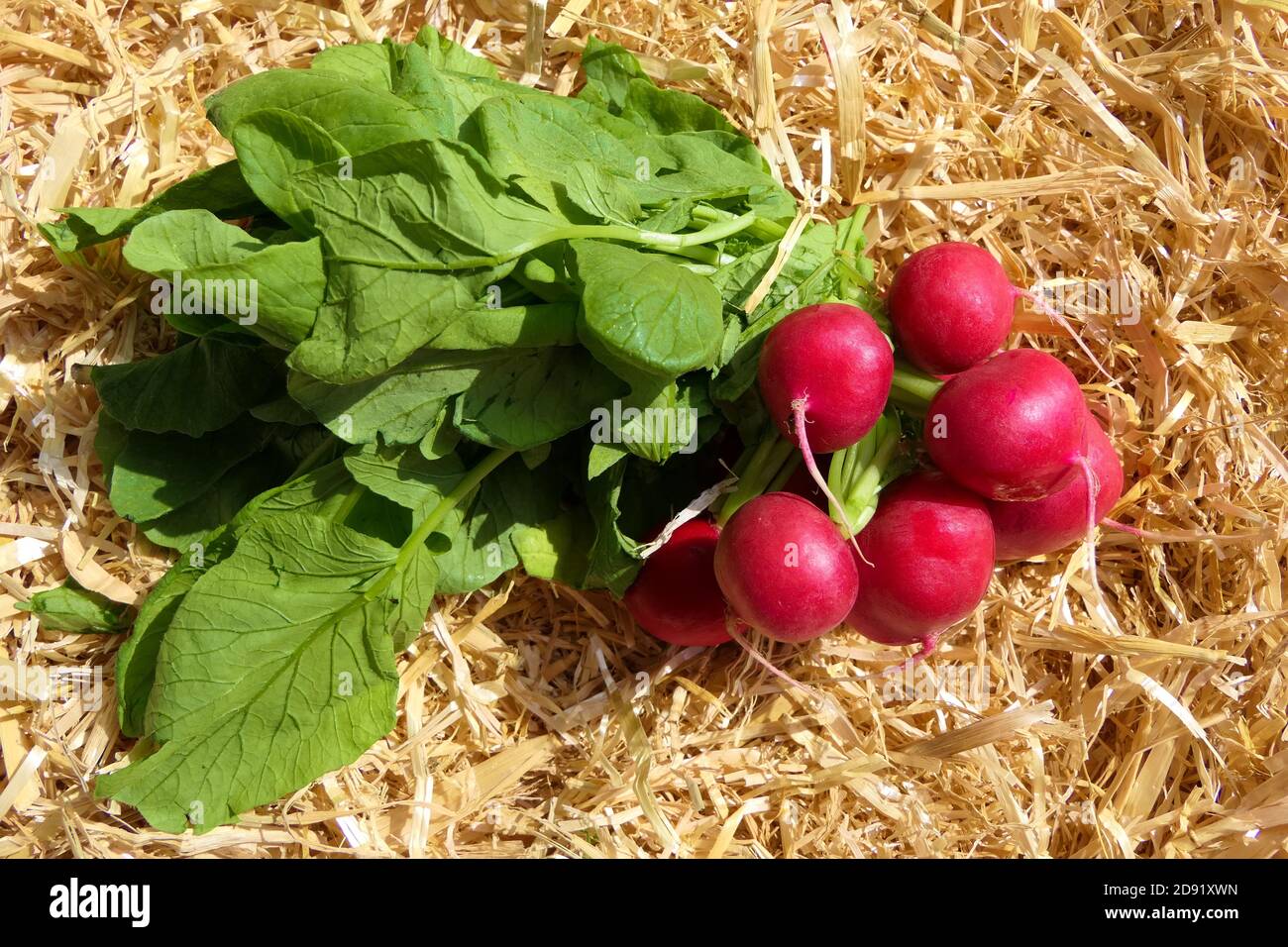 Edible root vegetables - a bunch of red washed radishes Stock Photo - Alamy