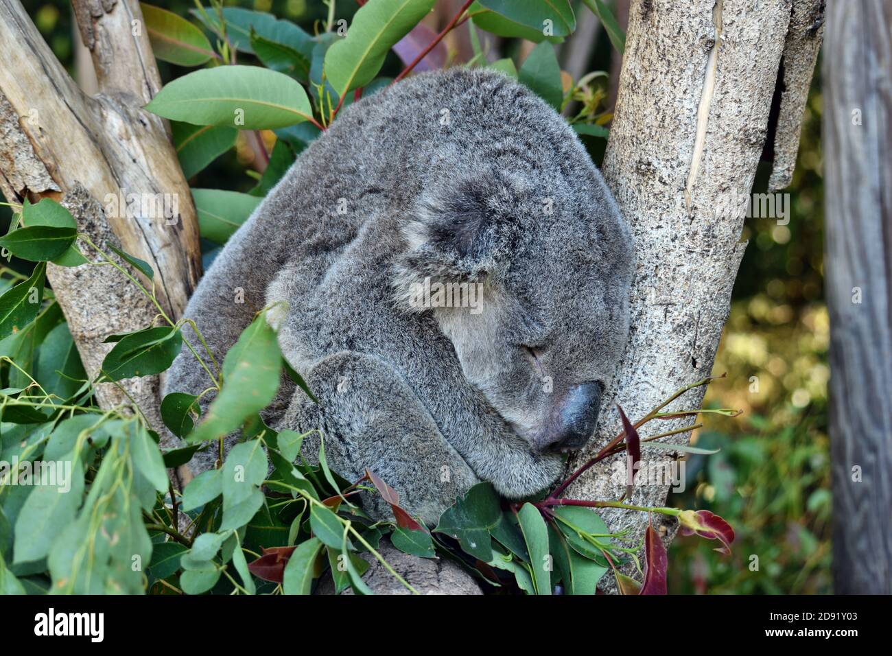 Very Big koala sleeping on a tree branch eucalyptus in Australia Stock ...