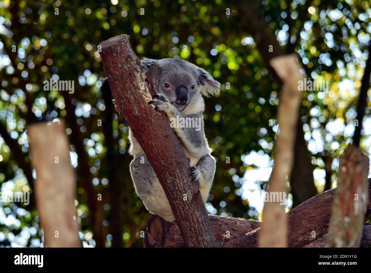 Koala on a tree branch eucalyptus in Australia Stock Photo - Alamy