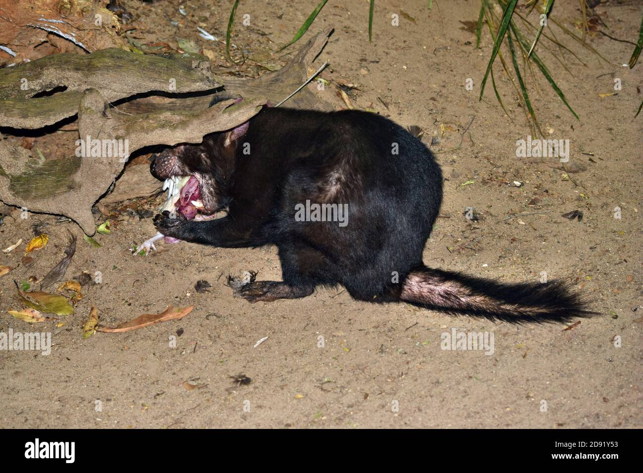Wild tasmanian devil endangered with extinction is eating meat in ...