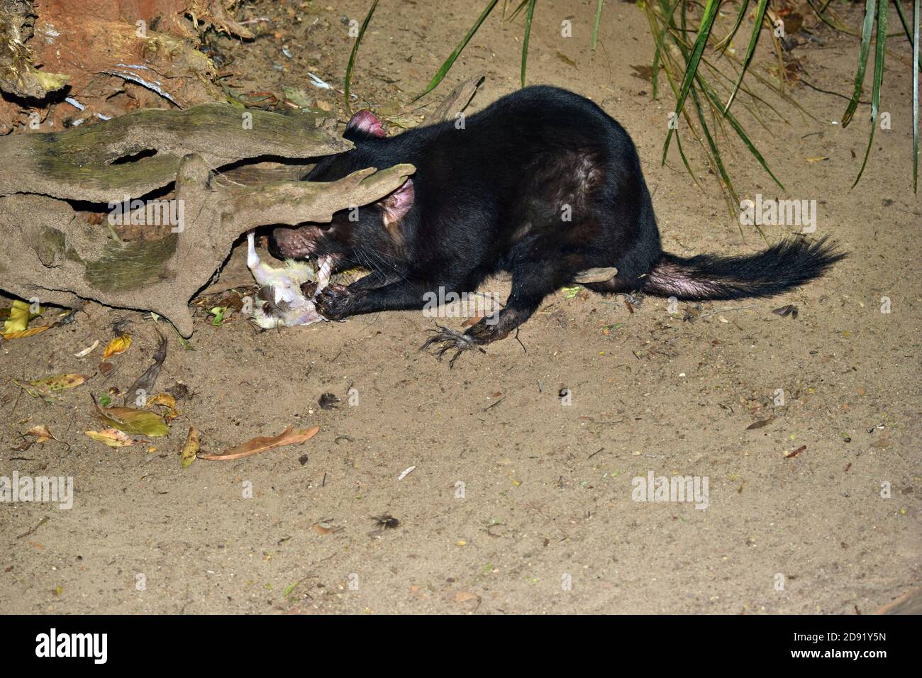 Wild tasmanian devil endangered with extinction is eating meat in ...