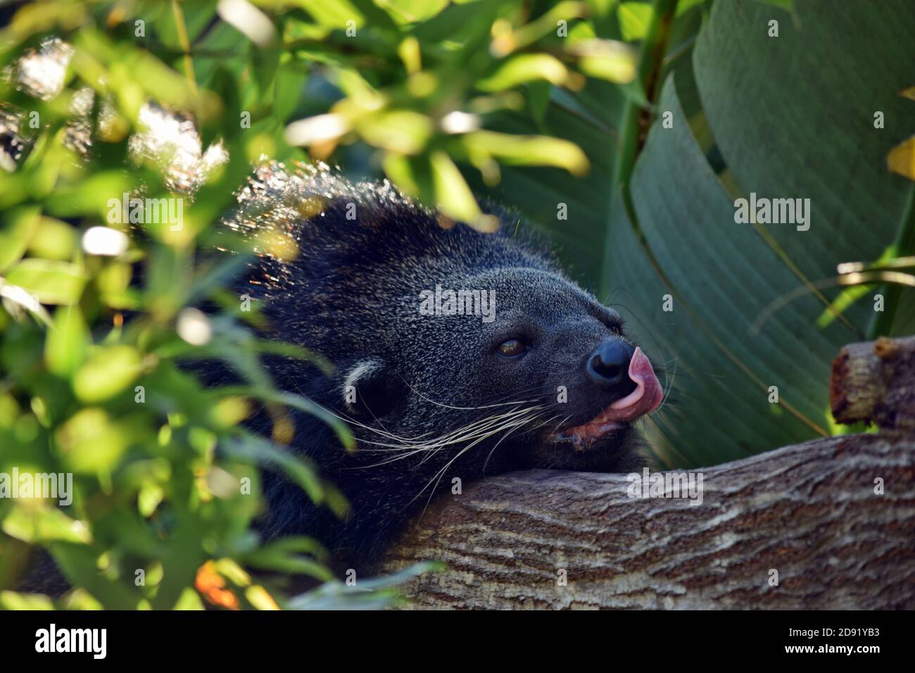 Binturong young hi-res stock photography and images - Alamy