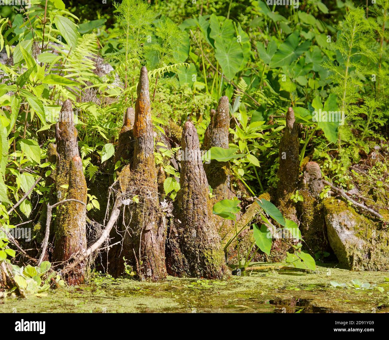 Bald Cypress tree knees, Taxodium distichum, growing in water, green ...