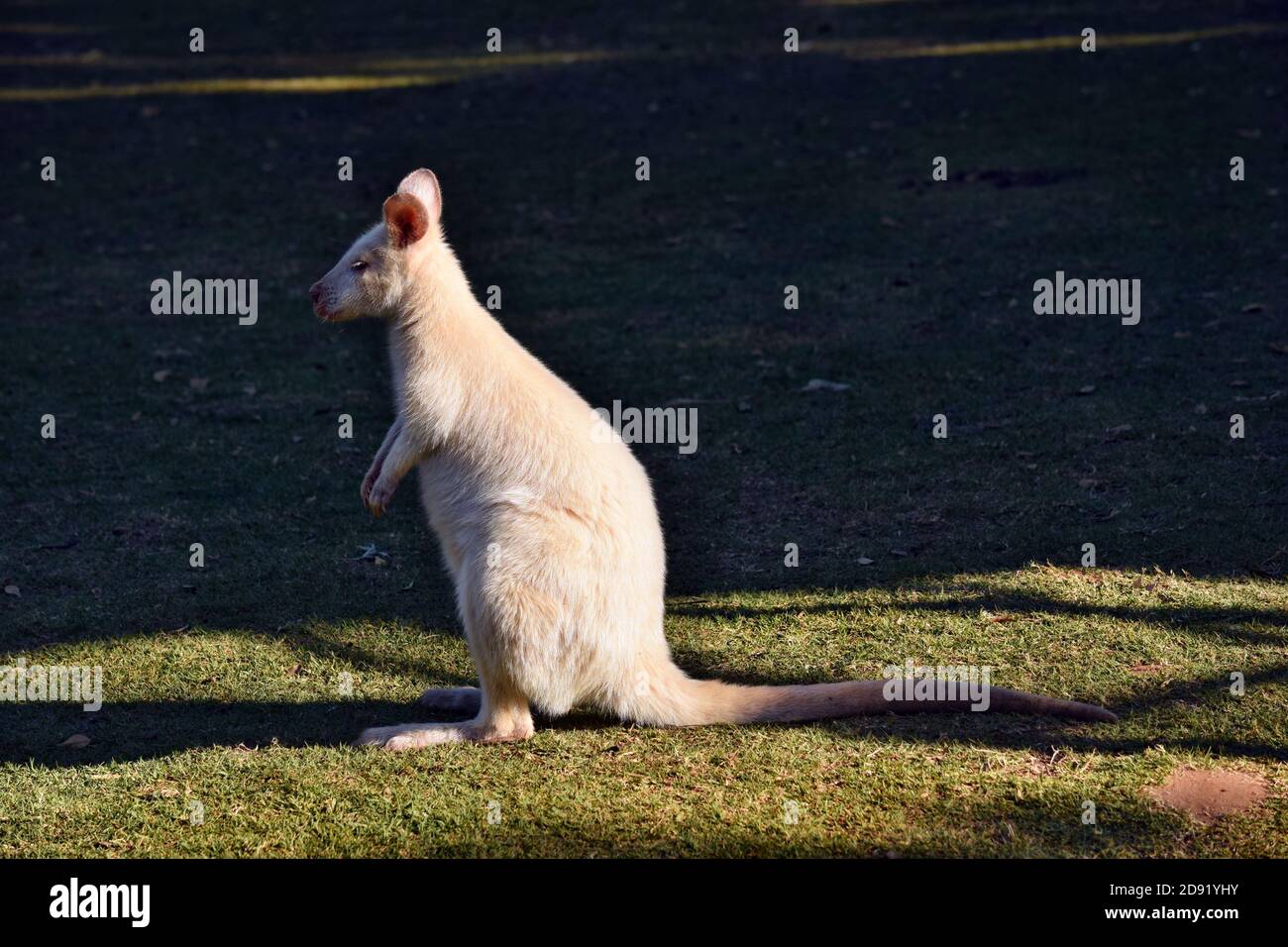 Beautiful rare an albino kangaroo in the park in Australia Stock Photo ...