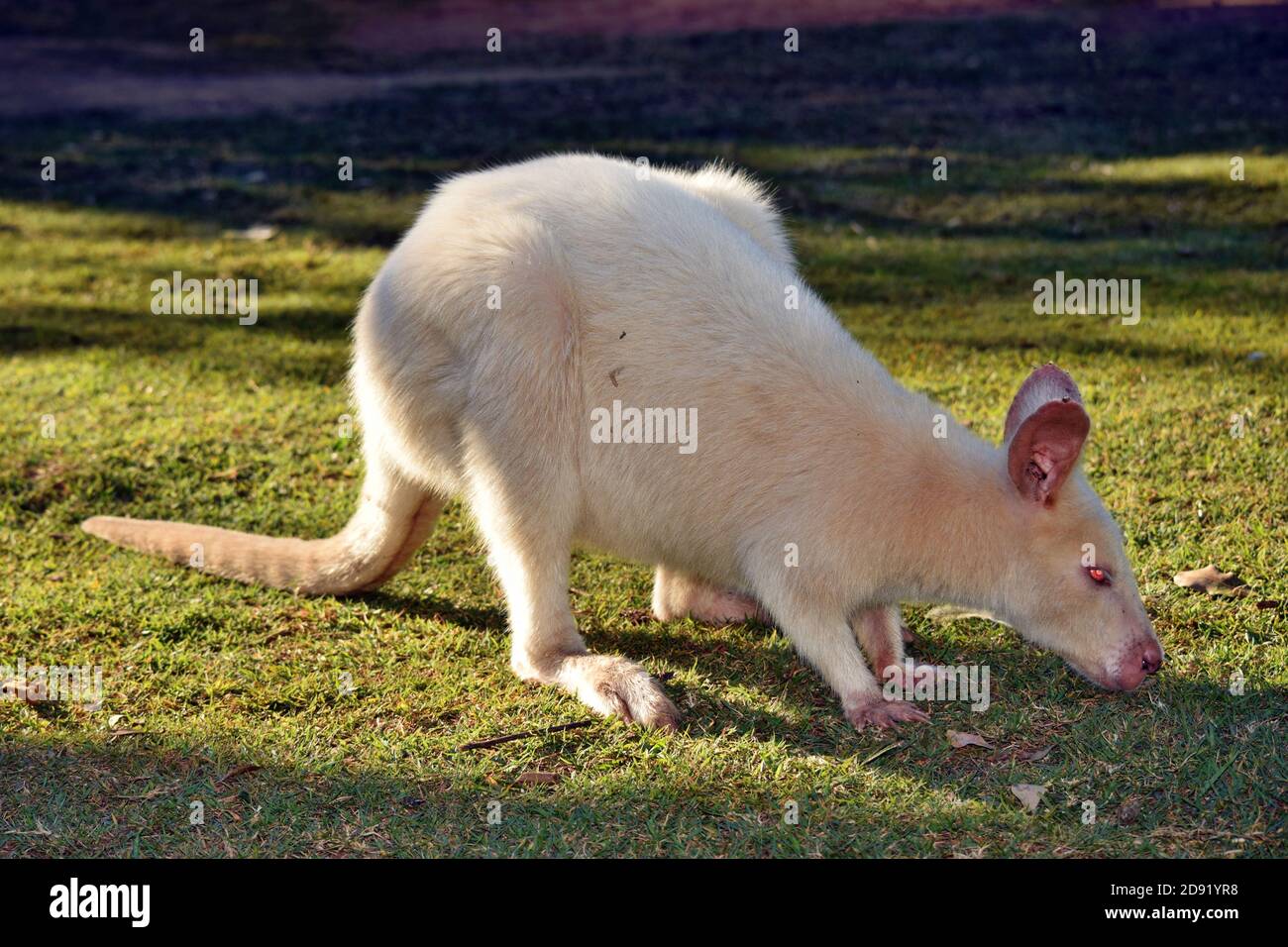 Beautiful rare an albino kangaroo in the park in Australia Stock Photo ...