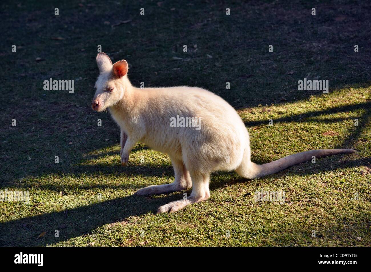 Beautiful rare an albino kangaroo in the park in Australia Stock Photo ...