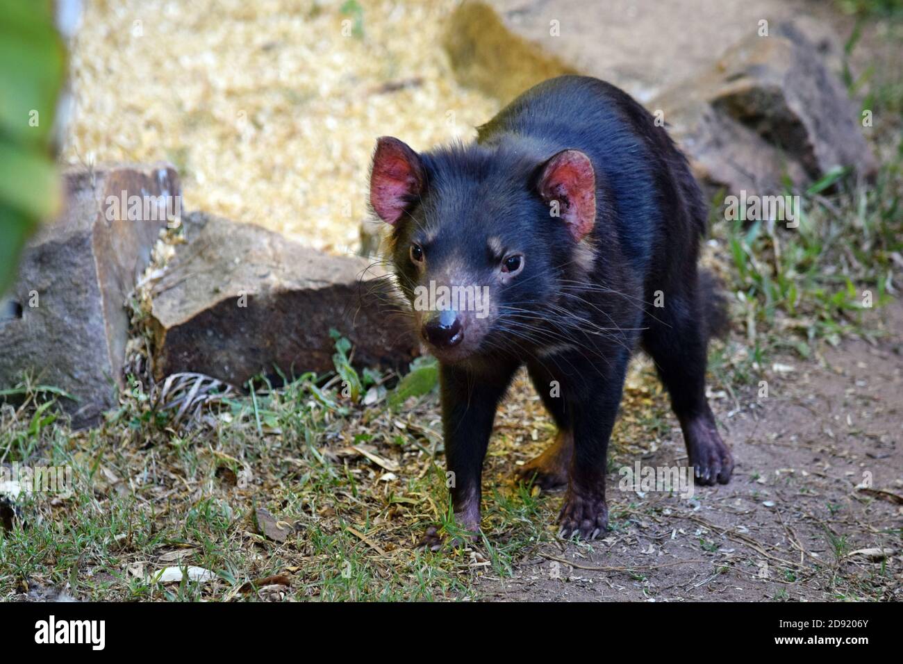 Wild tasmanian devil endangered with extinction in Australia Stock ...
