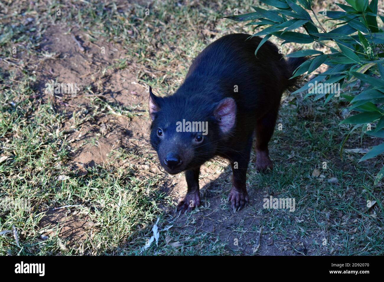 Wild tasmanian devil endangered with extinction in Australia Stock ...