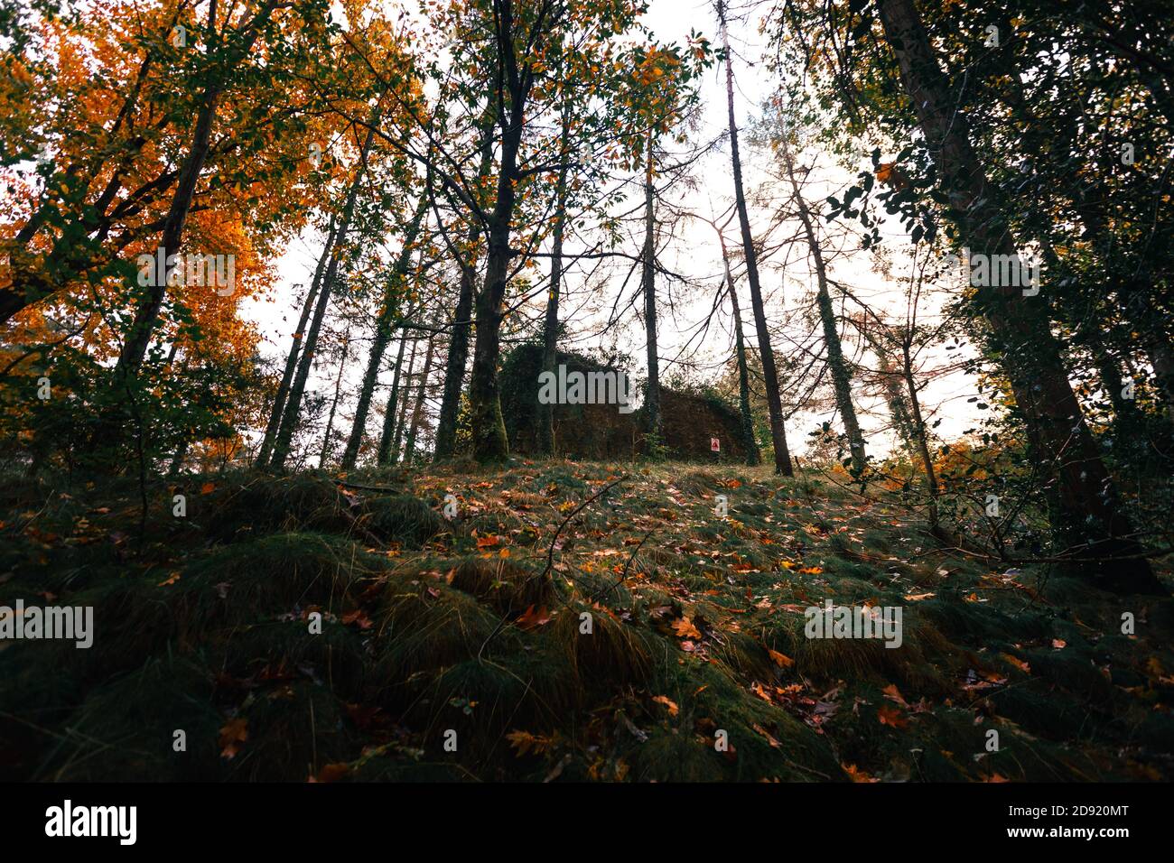 Typical view of the basque forests at Artikutza area; Basque Country ...
