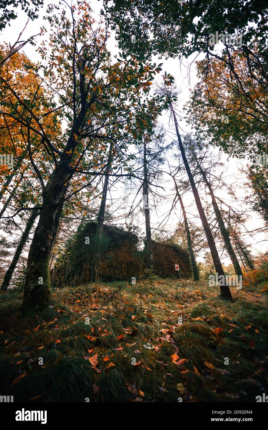 Typical view of the basque forests at Artikutza area; Basque Country ...