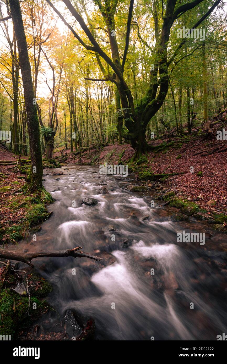 Typical view of the basque forests at Artikutza area; Basque Country ...