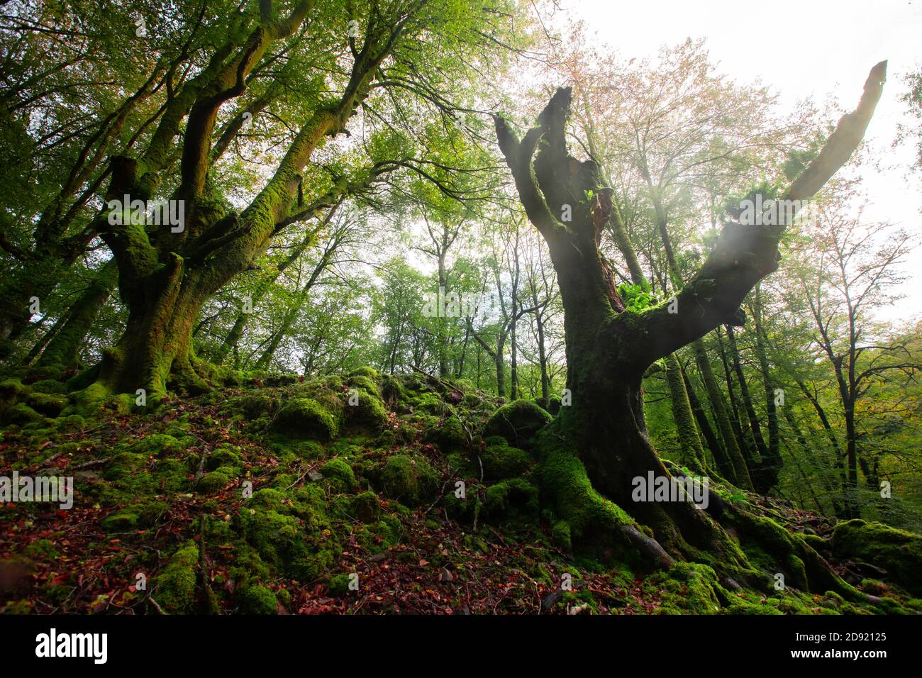 Typical view of the basque forests at Artikutza area; Basque Country ...