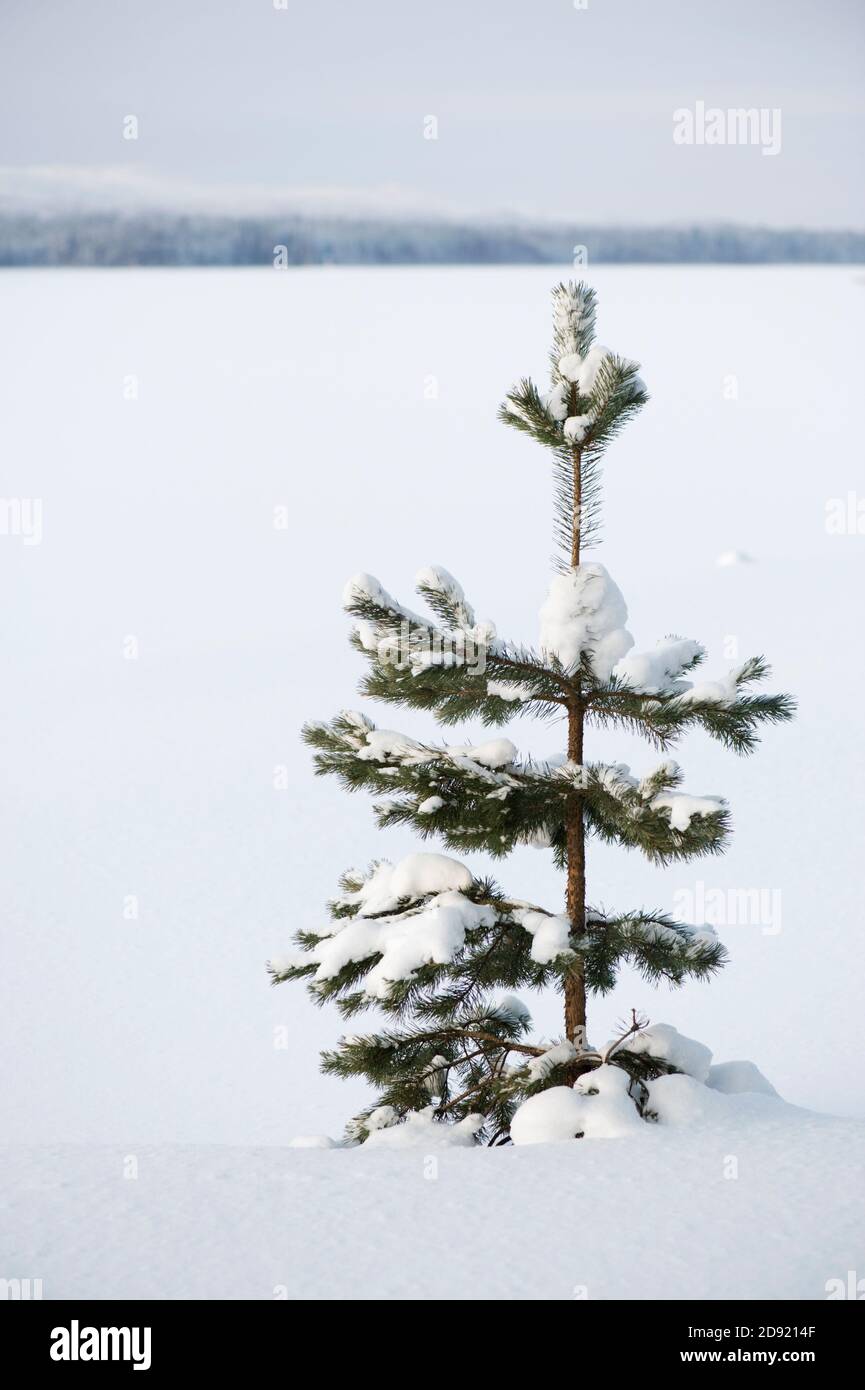 Young scots pine pinus sylvestris hi-res stock photography and images ...