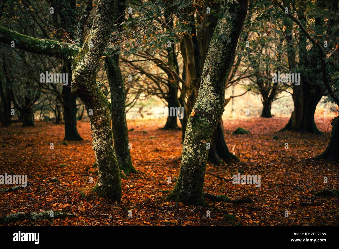 Typical view of the basque forests at Artikutza area; Basque Country ...