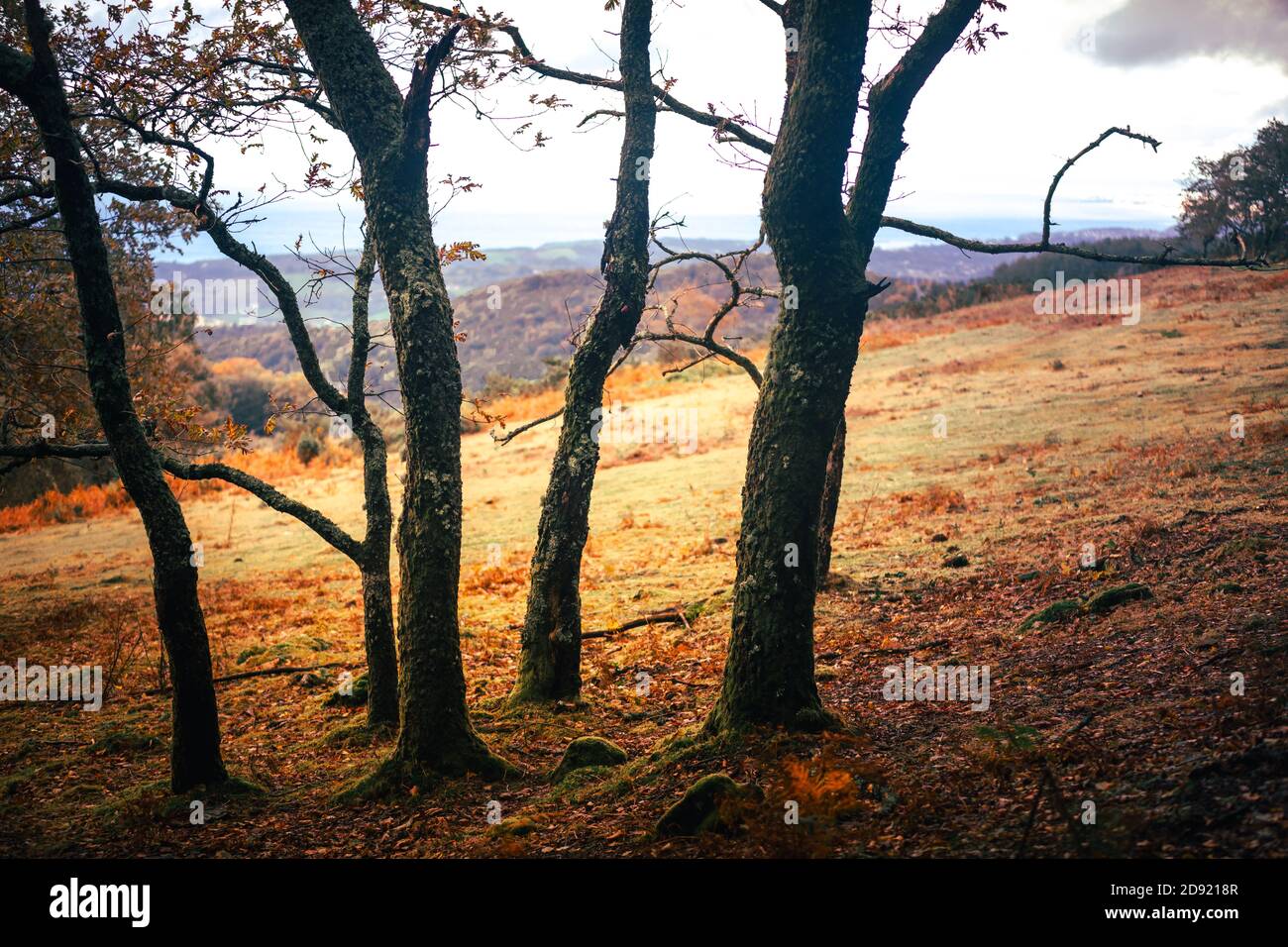Typical view of the basque forests at Artikutza area; Basque Country ...