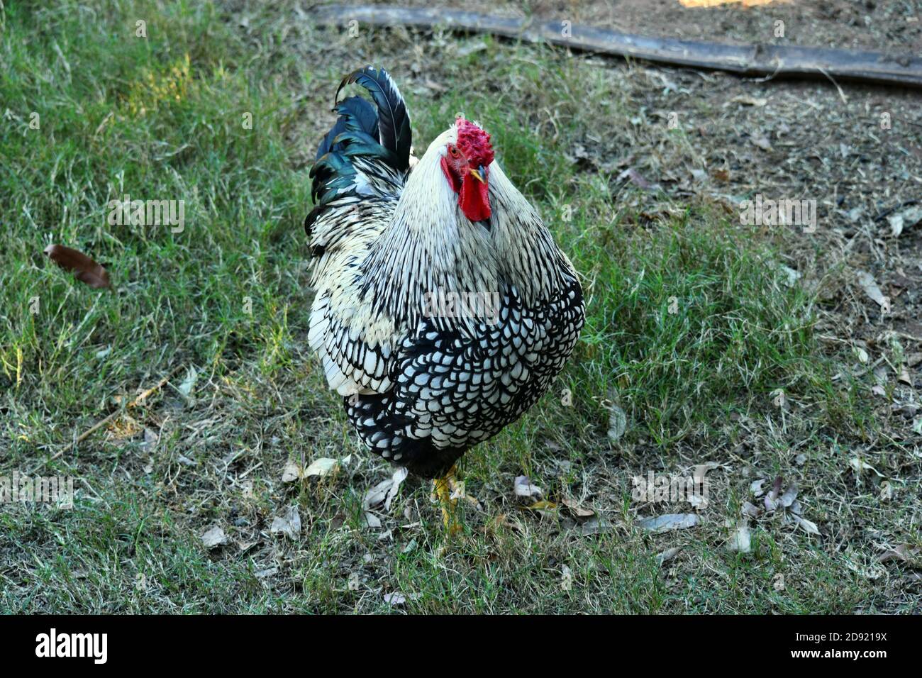 Silver laced wyandotte chicken is looking in the garden Stock Photo - Alamy