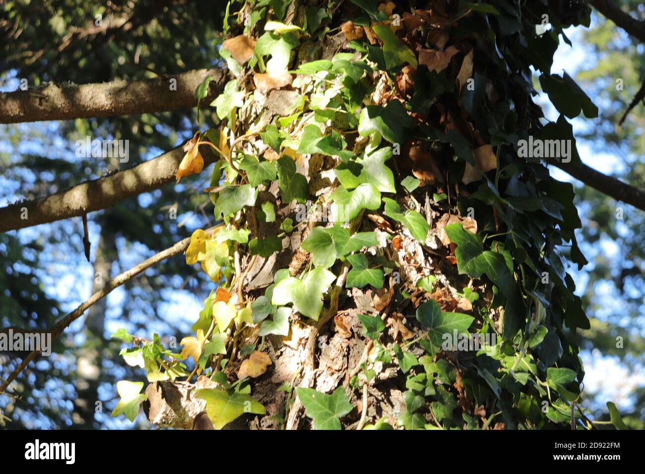 Green glossy Ivy (Hedera Helix) growing up pine tree Stock Photo - Alamy