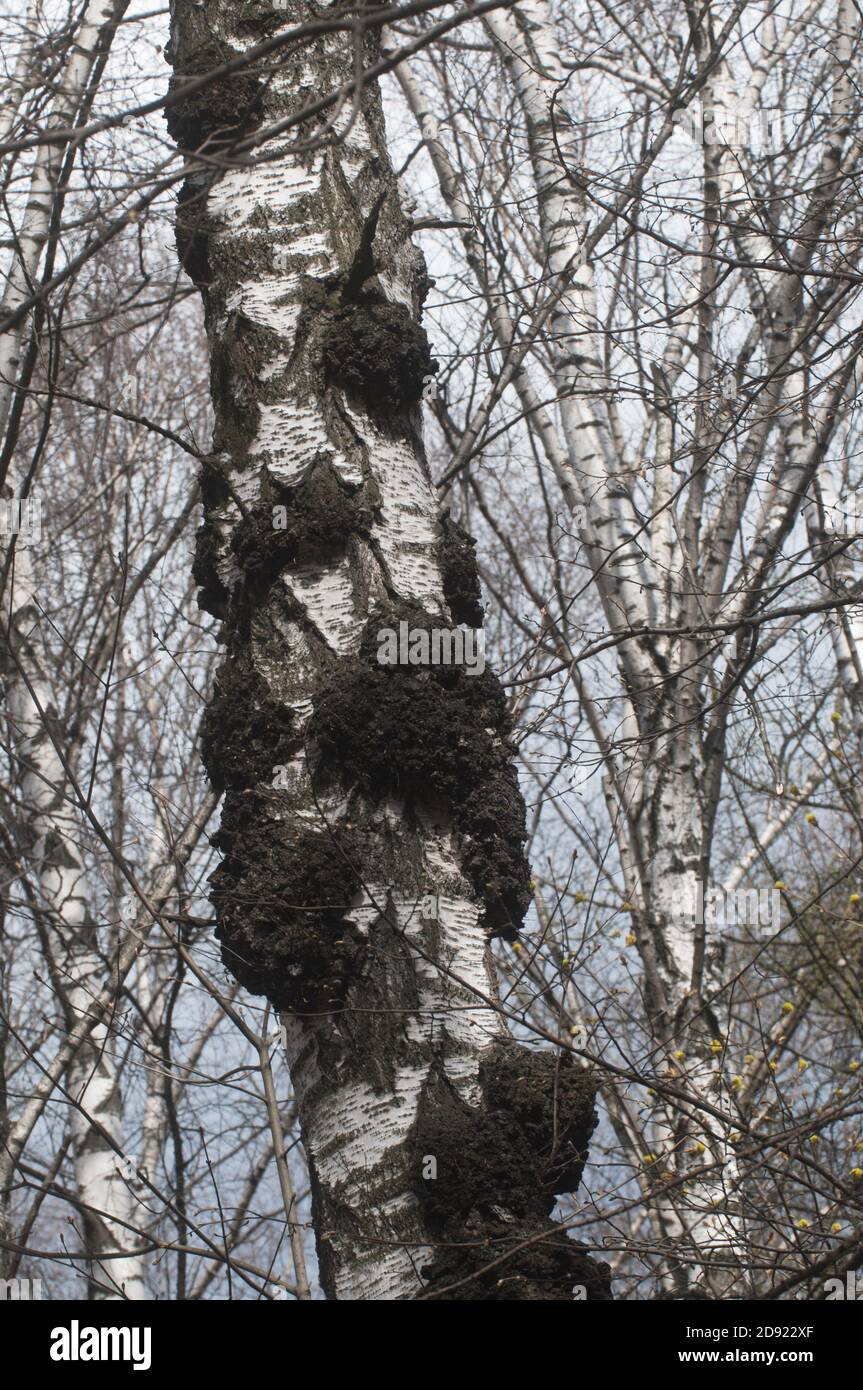 Birch tree with a lot of burles on the trunk Stock Photo - Alamy