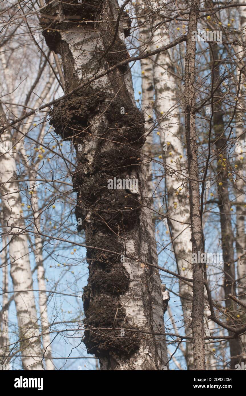 Burl on birch hi-res stock photography and images - Alamy