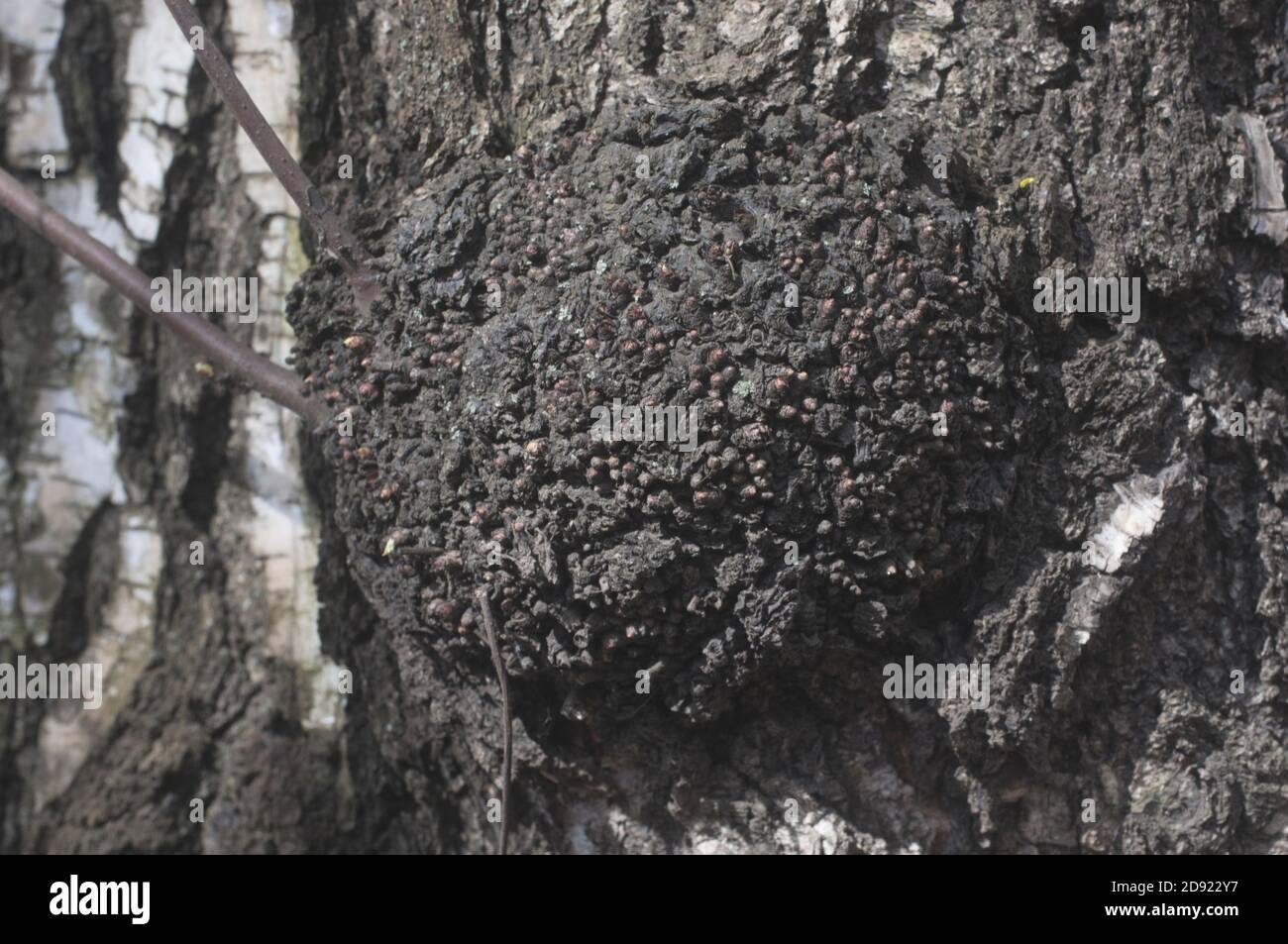 Burl on birch tree trunk, close up shot Stock Photo - Alamy