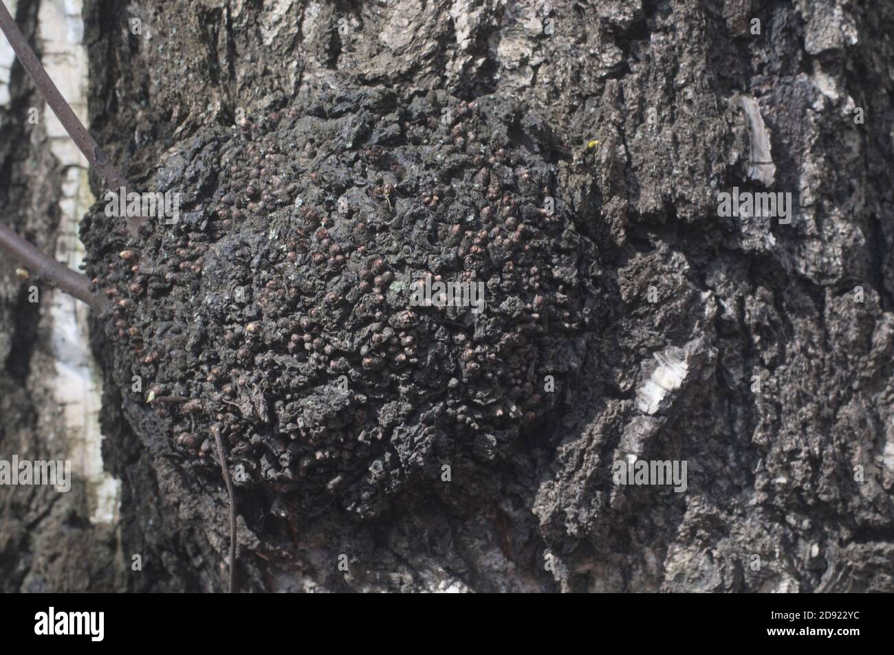 Burl on birch hi-res stock photography and images - Alamy