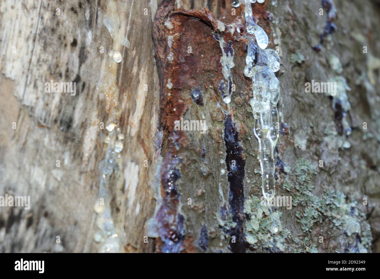 Turpentine hi-res stock photography and images - Alamy