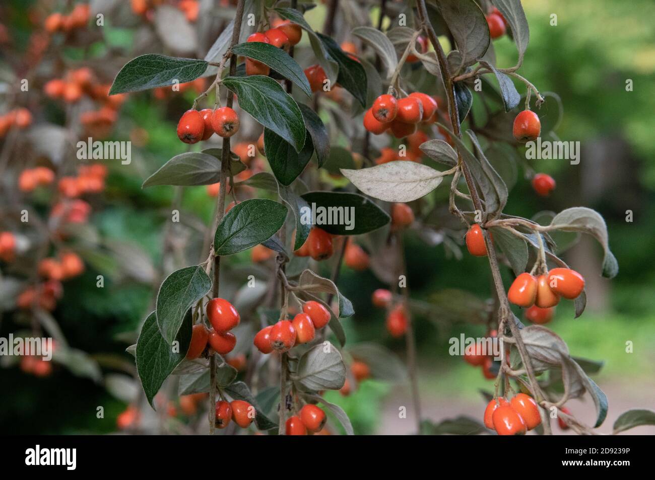 orange berries on a tree in the fall season Stock Photo - Alamy