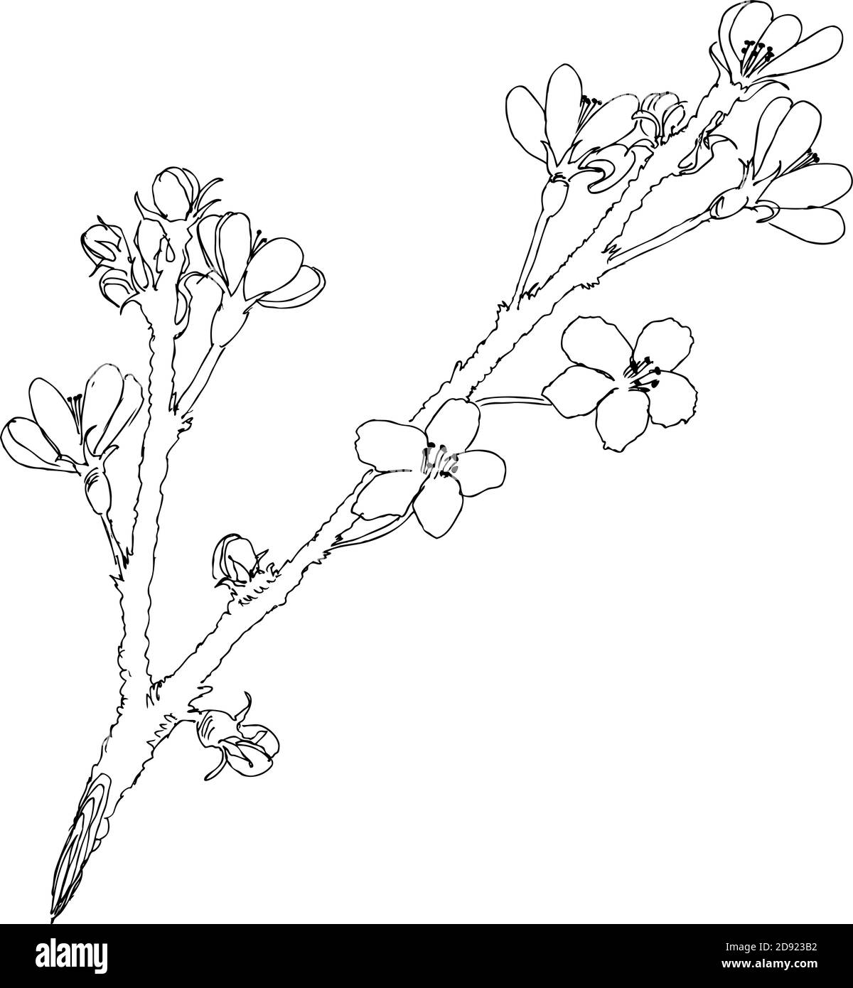 Cherry Blossom Branch Drawing