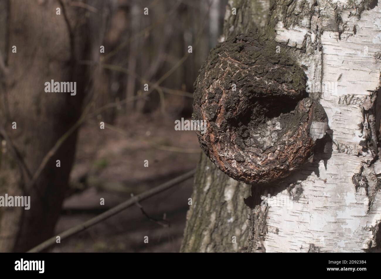 Burl On Birch High Resolution Stock Photography and Images - Alamy